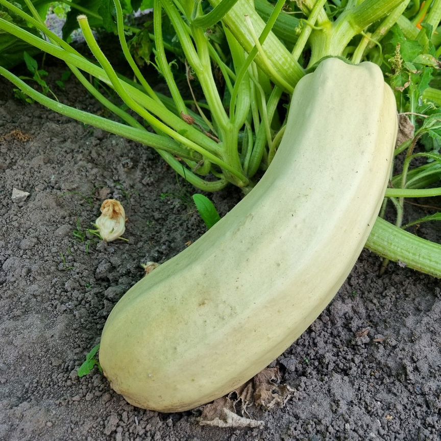 Кабачок Горный