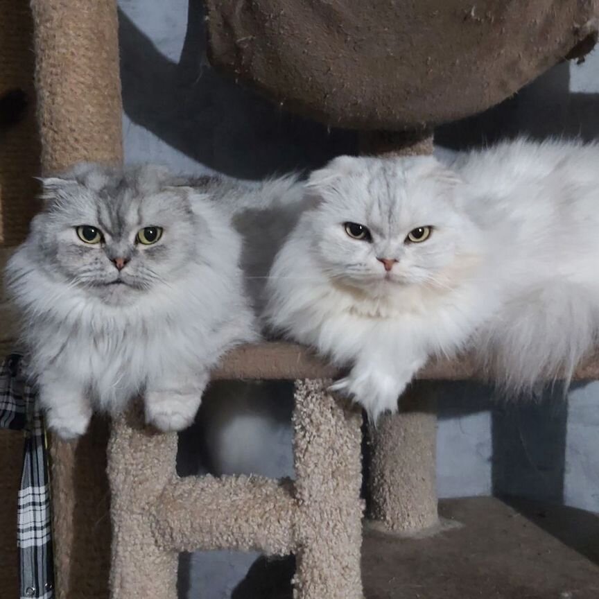 Шотландская вислоухая длинношёрстная, взрослая кошка