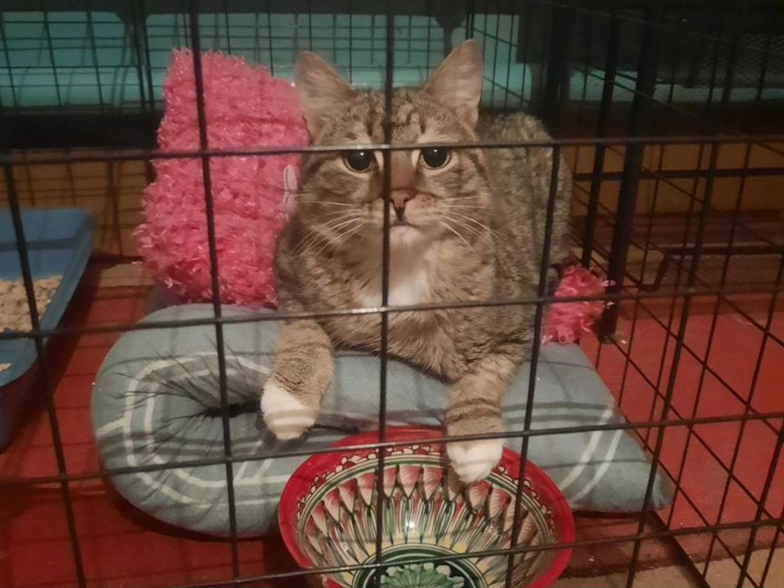 Кот