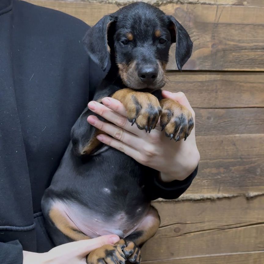 Доберман, щенок