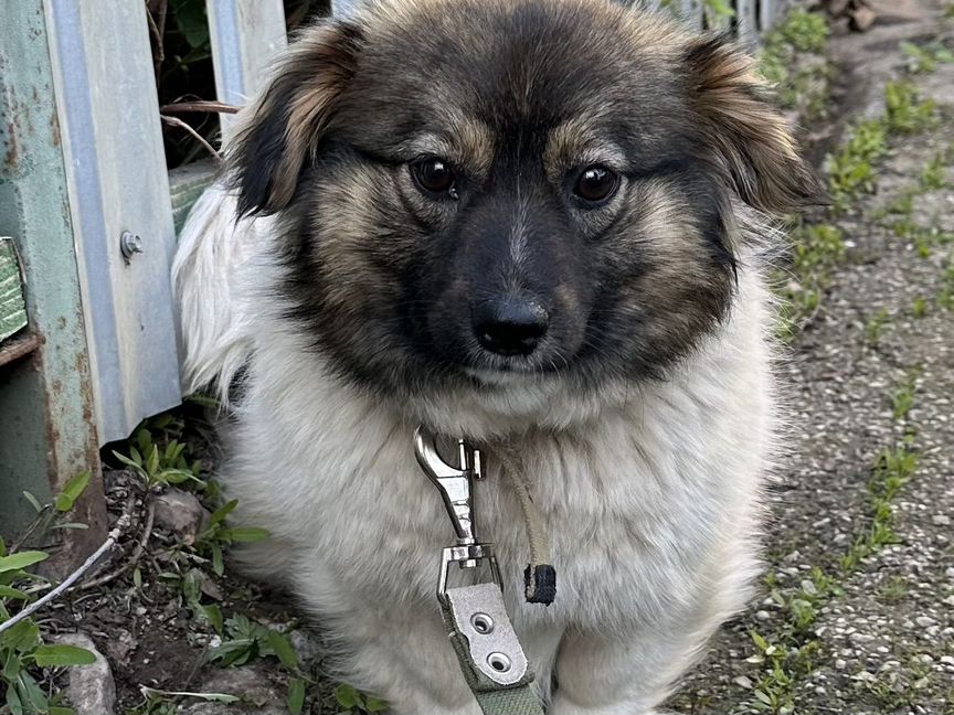 Собака в добрые руки отдам бесплатно