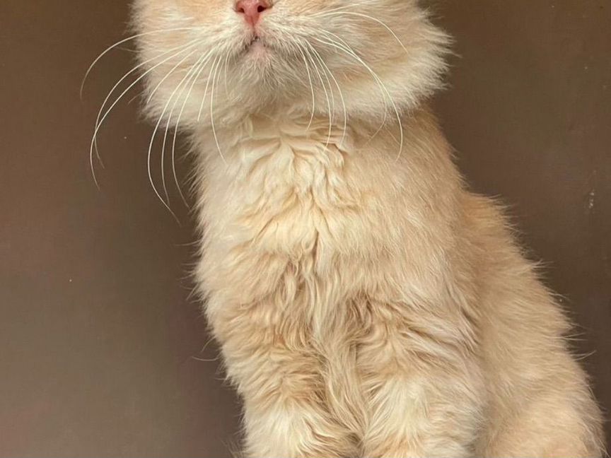 Котик Леон