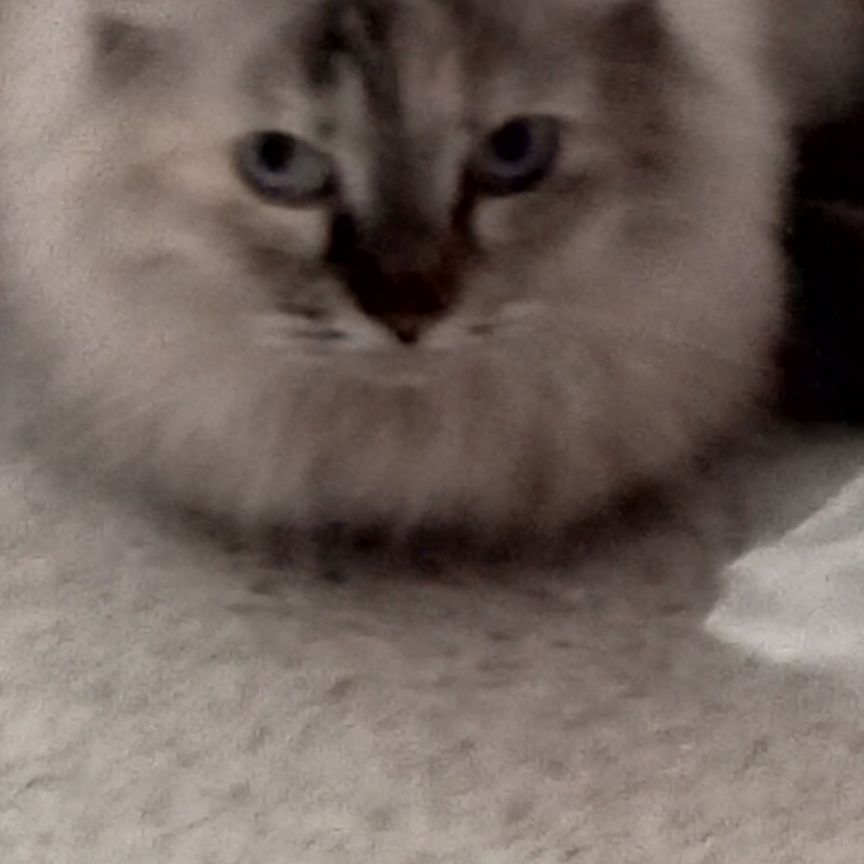 Взрослая, Девочка кошка в добрые руки