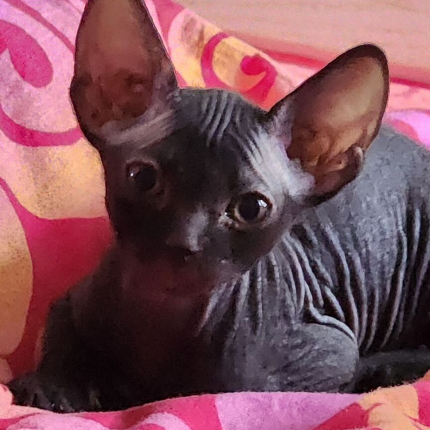 Канадский сфинкс котёнок