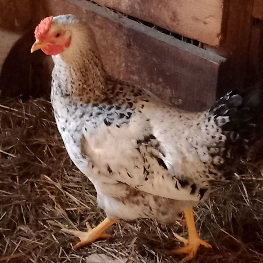 Петушки молодые