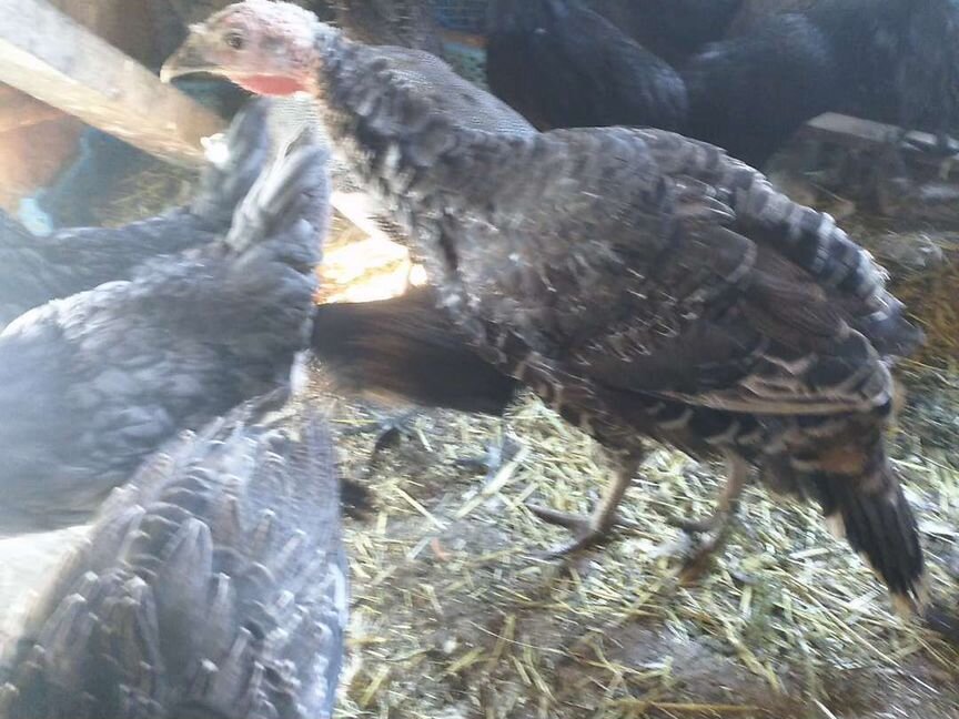 Птица