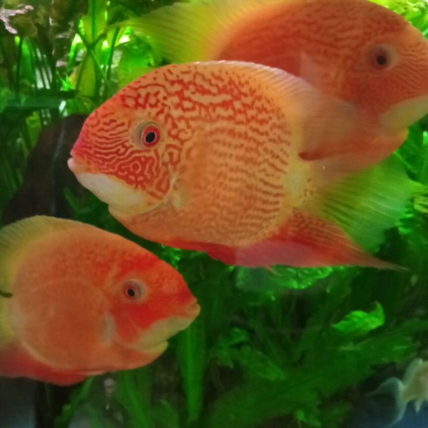 Северум красный жемчуг