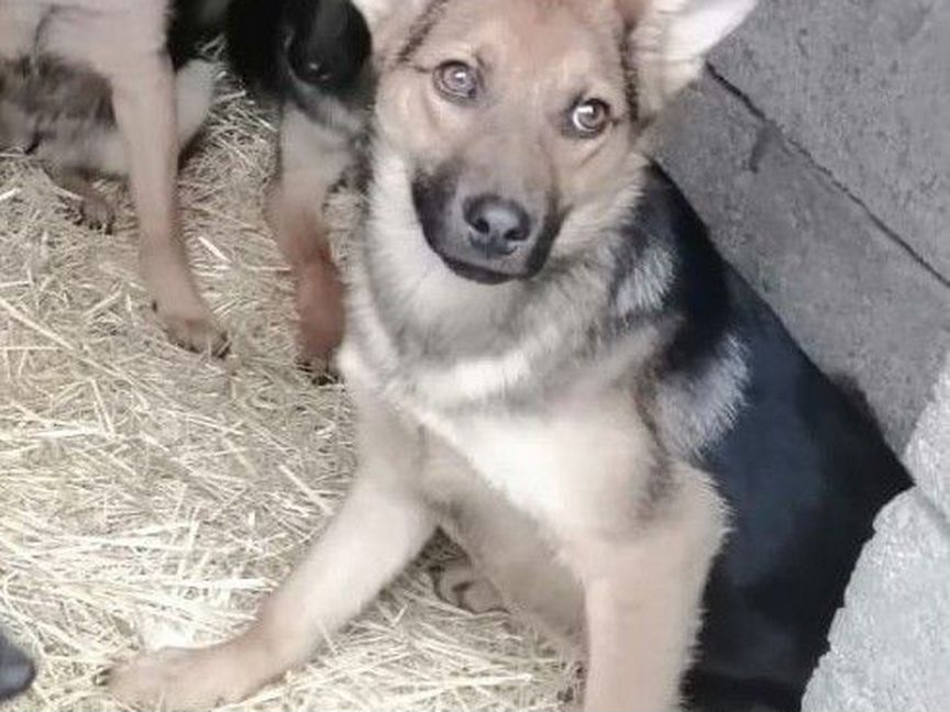 Метис девочка, 5 месяцев