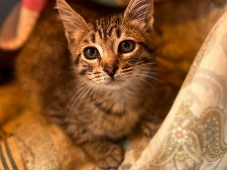 Тигрик Котёнок малышу 2,5мес Мальчик