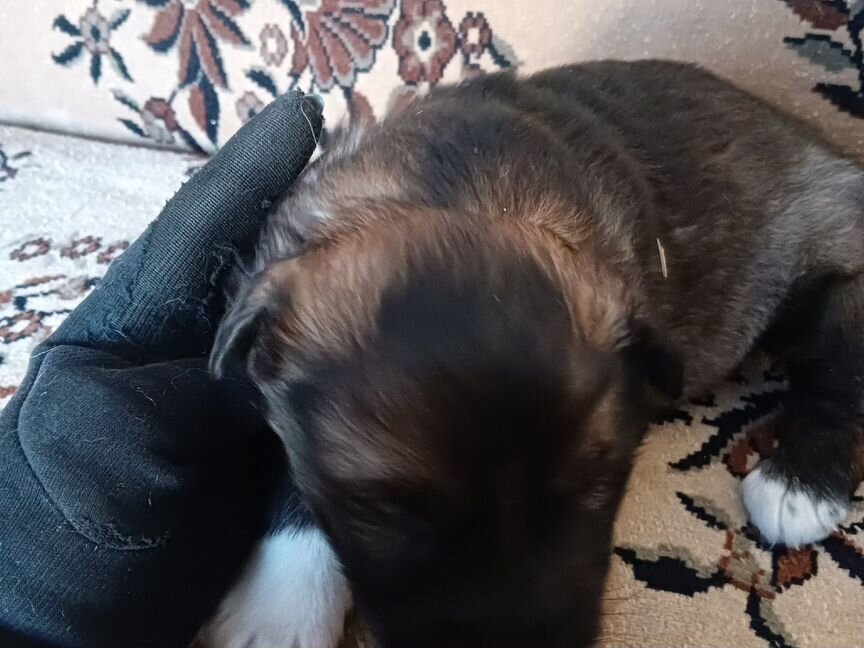 Щенок в добрые, заботливые руки