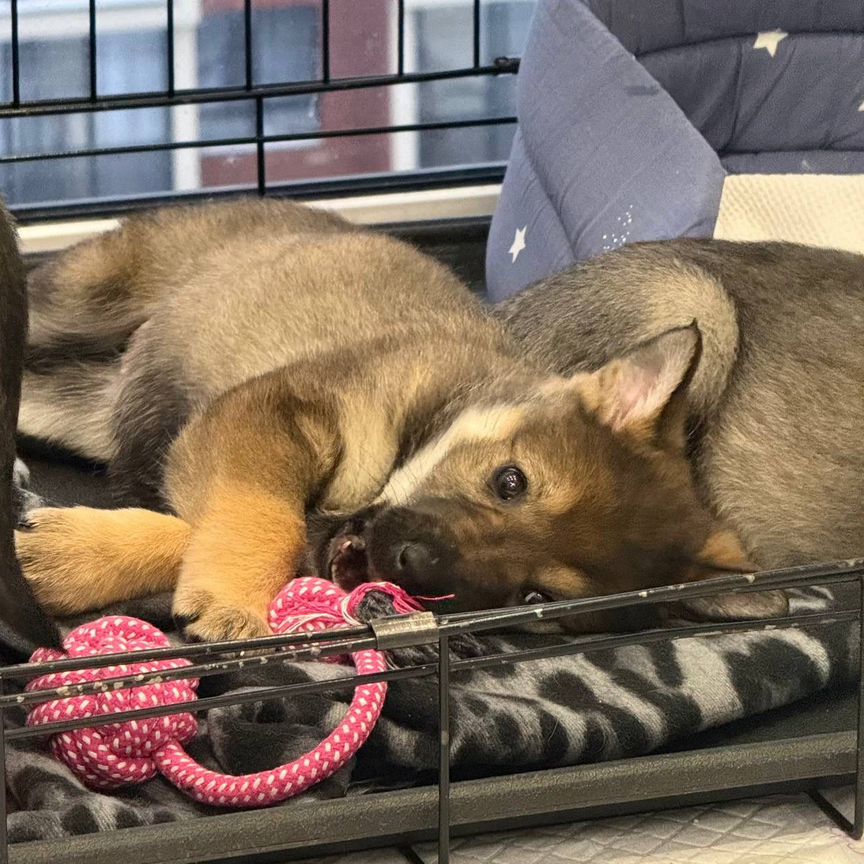 Щенок в добрые руки