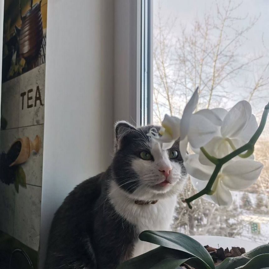 Кот Брак