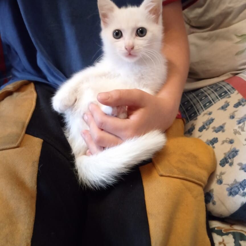 Кошечка бесплатно
