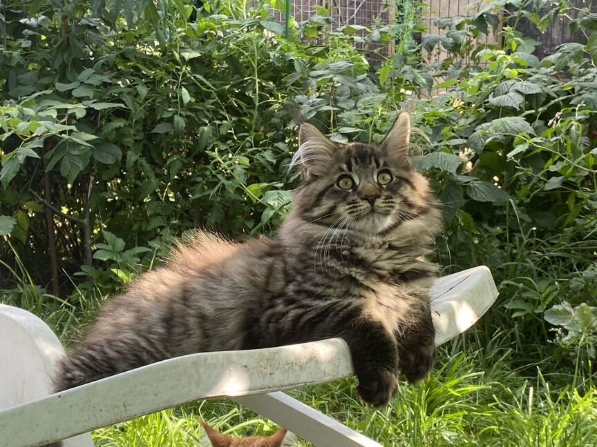 Мейнкун - Лесная красавица Рыська