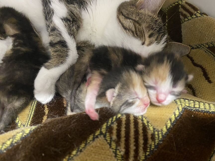 Кошки в добрые руки