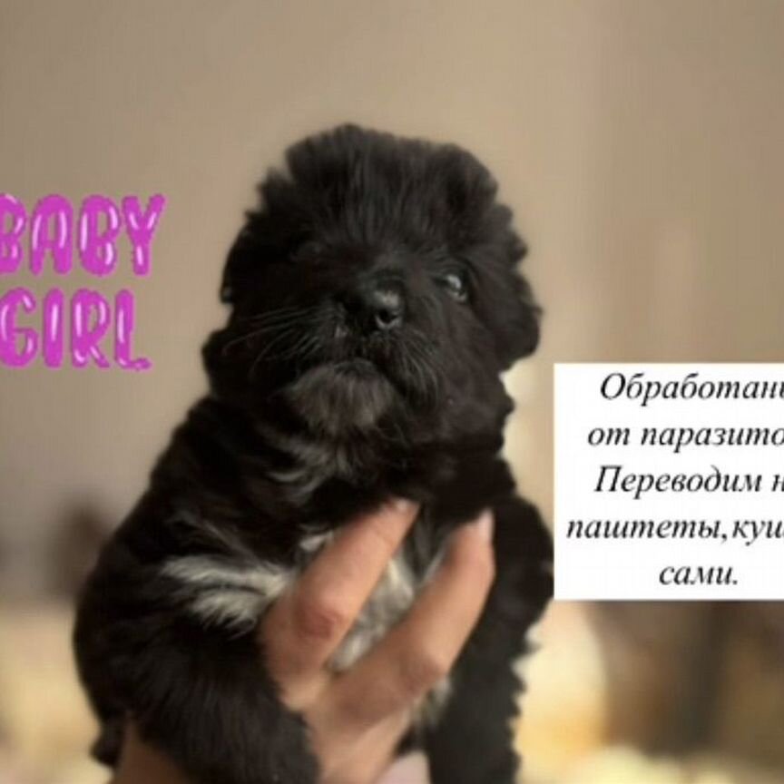 Щенок в добрые руки