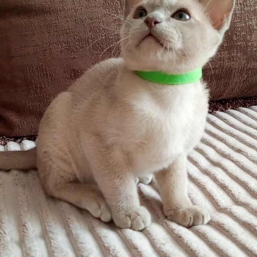 Бурманский мальчик