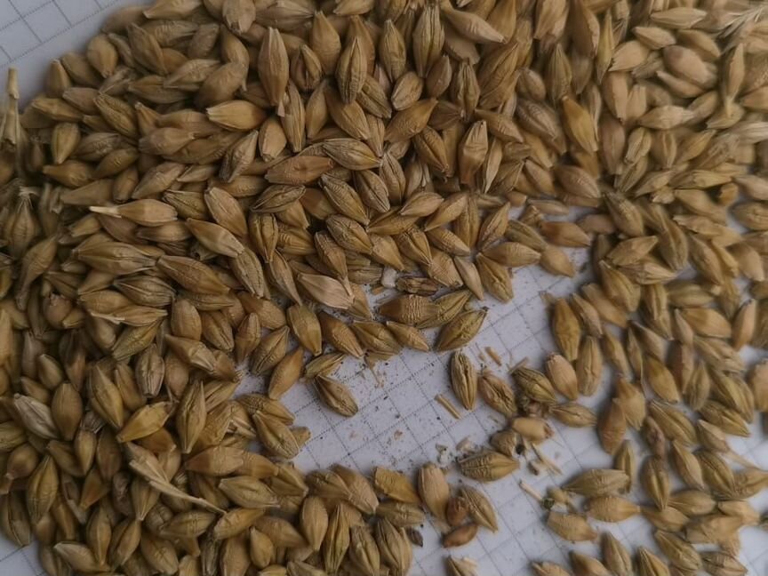 Продам ячмень
