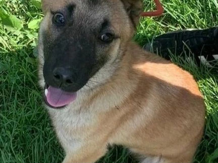 Маленькая собака в добрые руки бесплатно