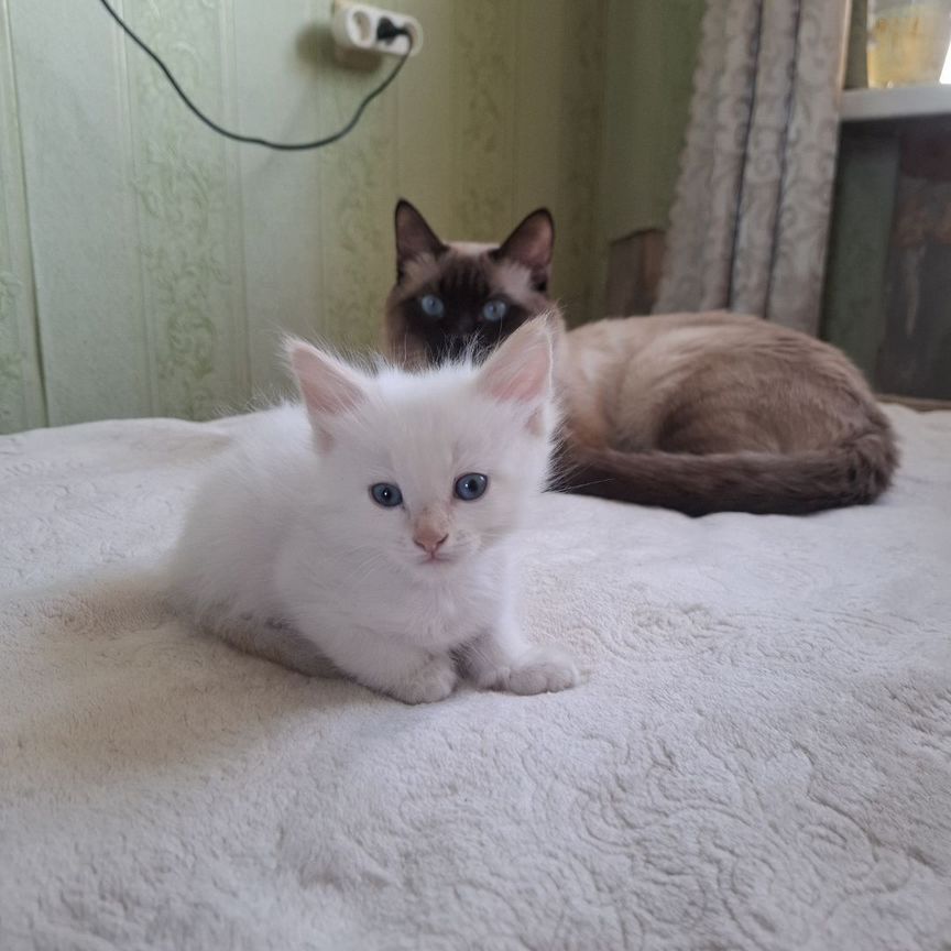 Котята в добрые руки