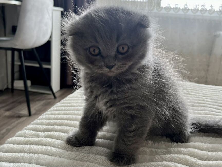 Британский котенок