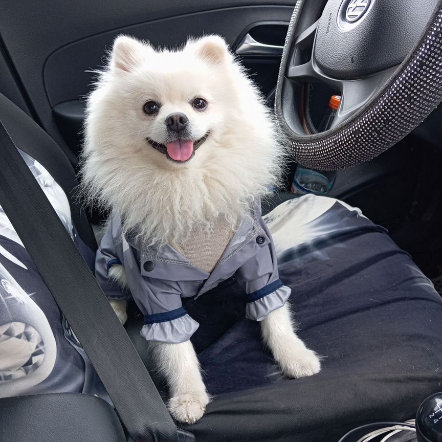 Померанский шпиц