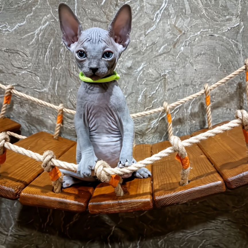 Канадский сфинкс котёнок