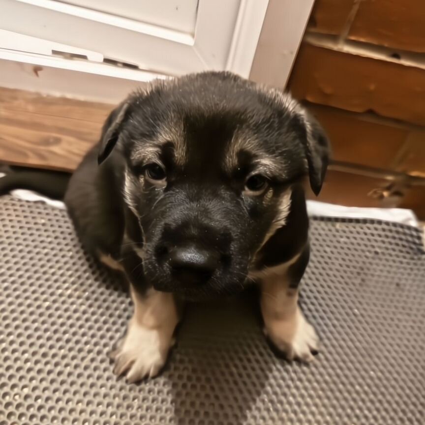 Щенок в добрые руки