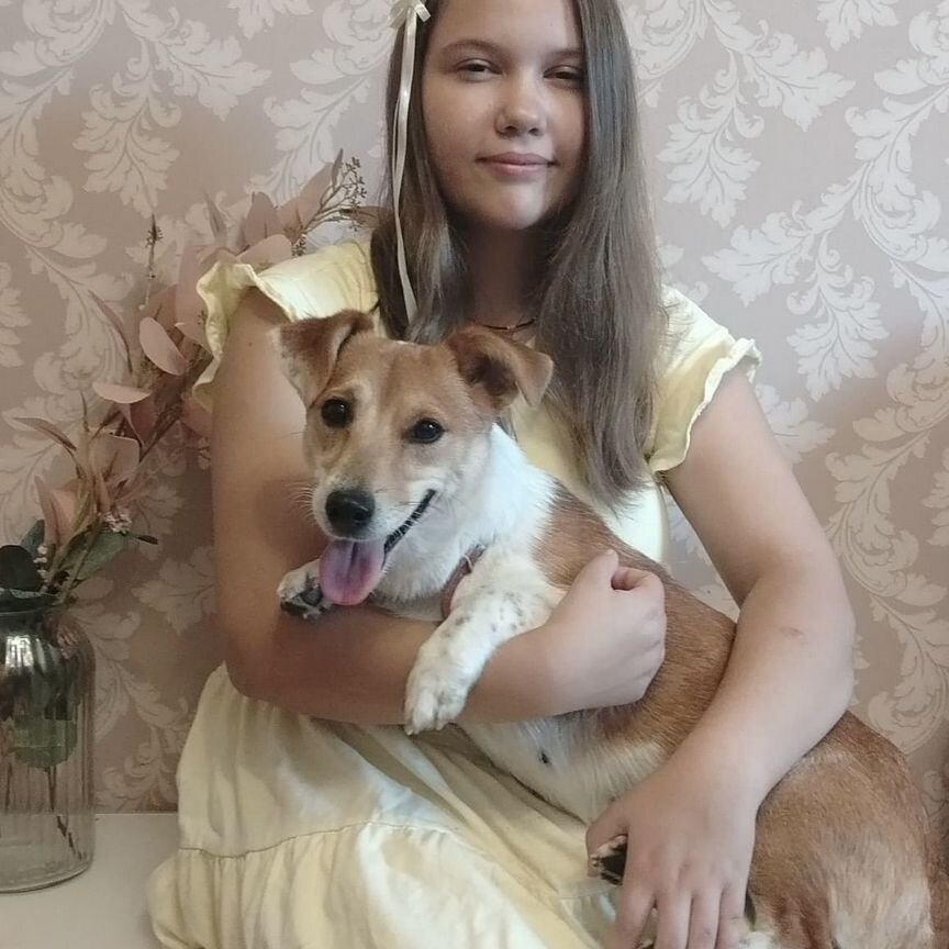 Небольшая собачка Джесси