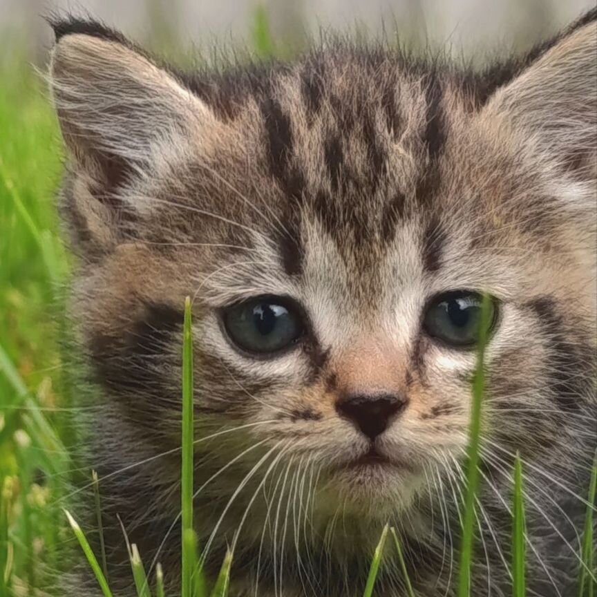 Котёнок в добрые руки