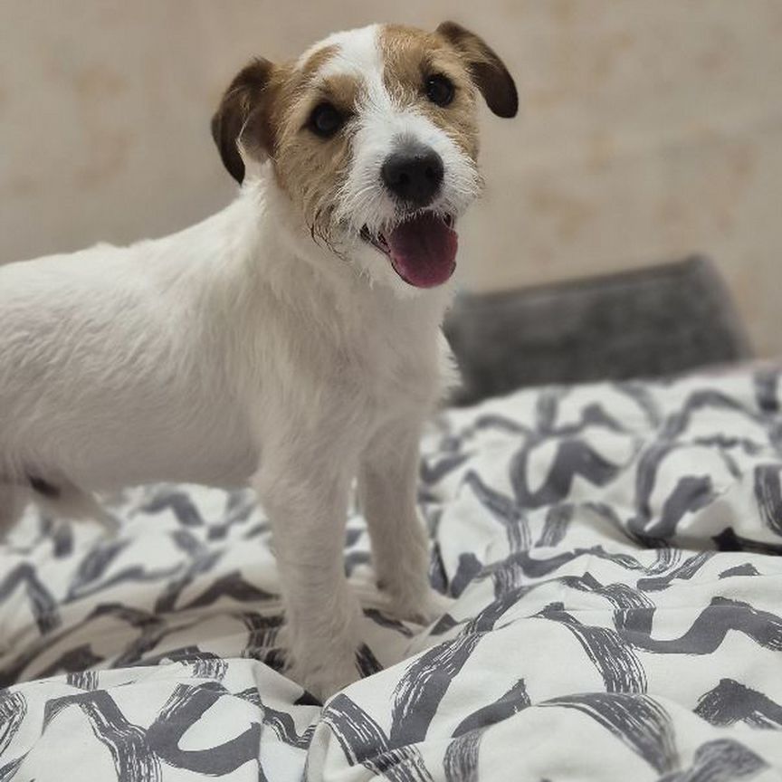 Джек-рассел-терьер, взрослая собака