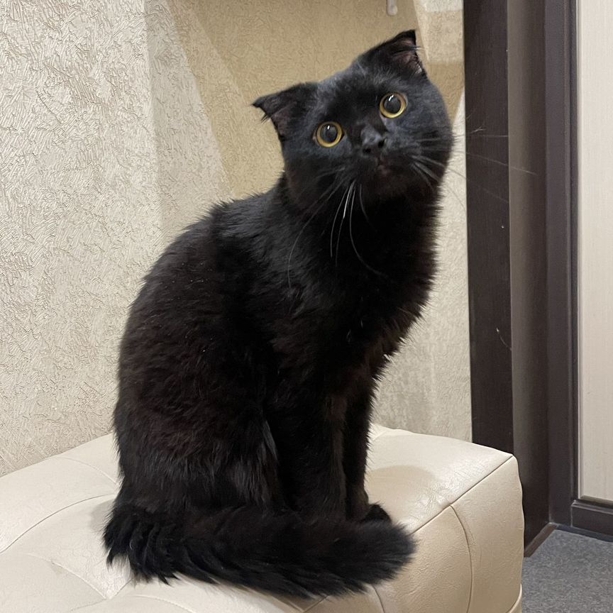 Шотландский вислоухий короткошёрстный, взрослый кот