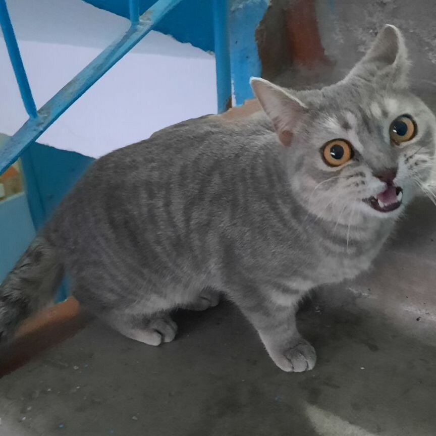 Шотландский прямоухий короткошёрстный котёнок