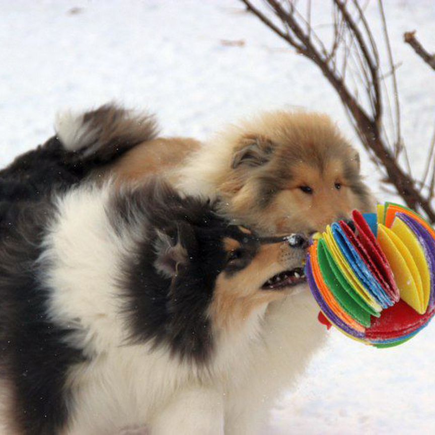 Колли