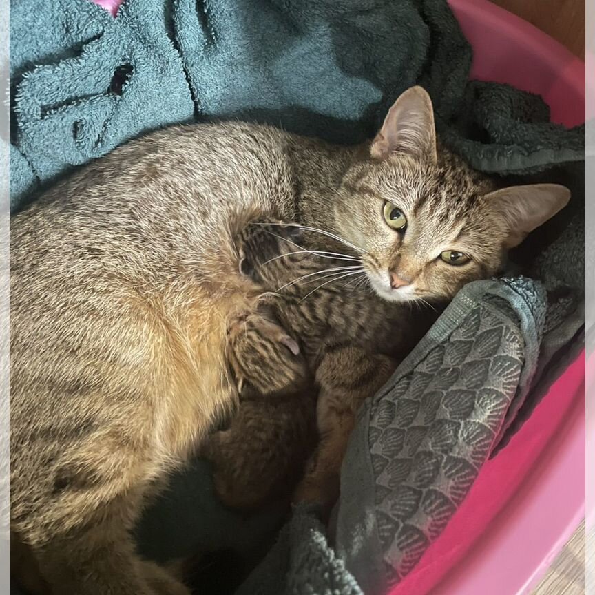 2 чудесных котенка