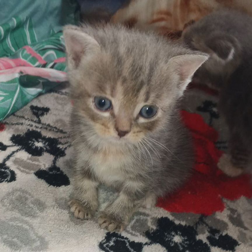 Шотладские вислоухие котята