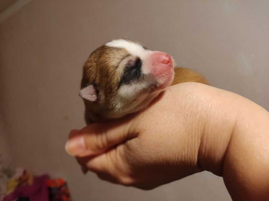 Щенки Акита Ину