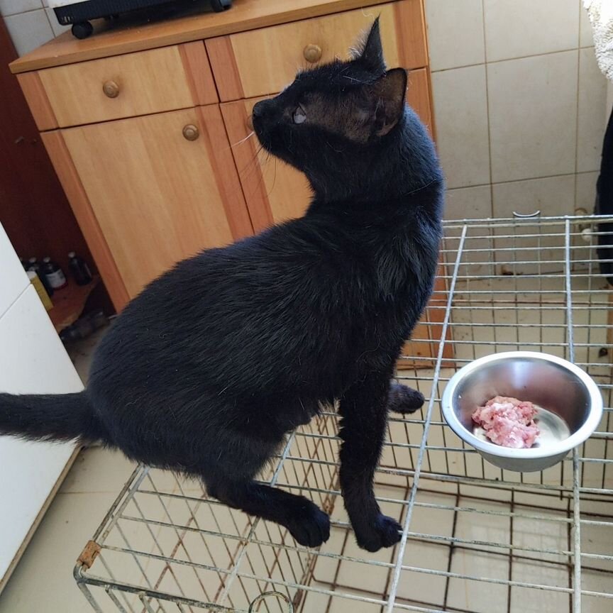 Кот слепой