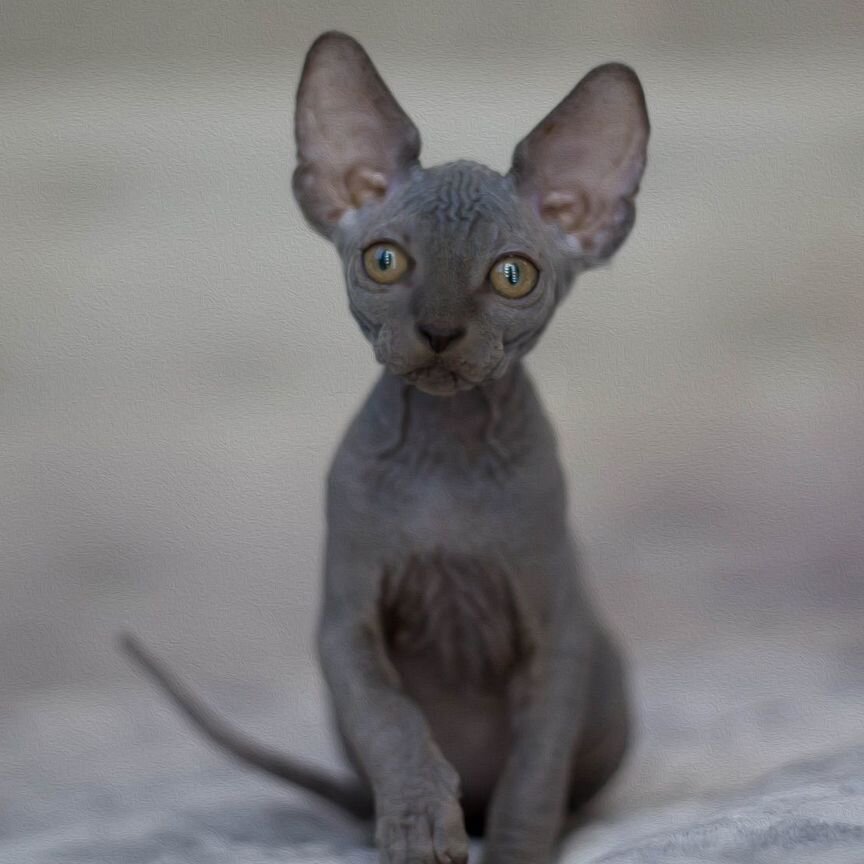 Канадский сфинкс котёнок