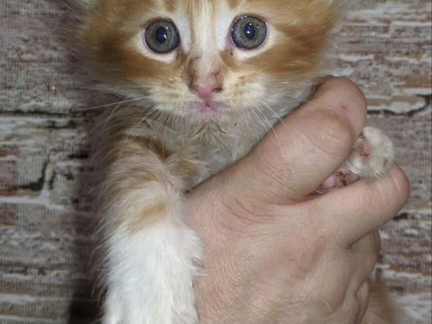 Котята мейн-кун