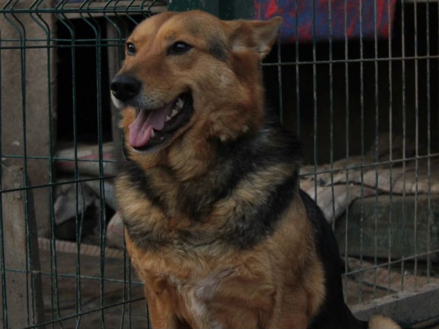 Песик в добрые руки,бесплатно,в дар