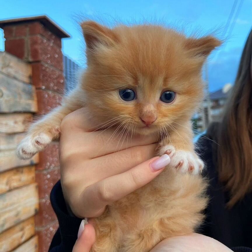 Рыжий котенок мальчик 1 месяц