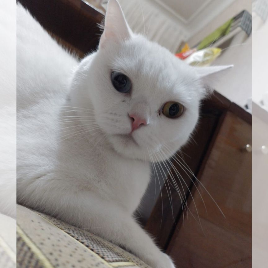 Кошки