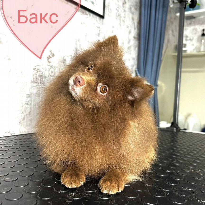 Друзья, у нас новенький подопечный малыш Бакс