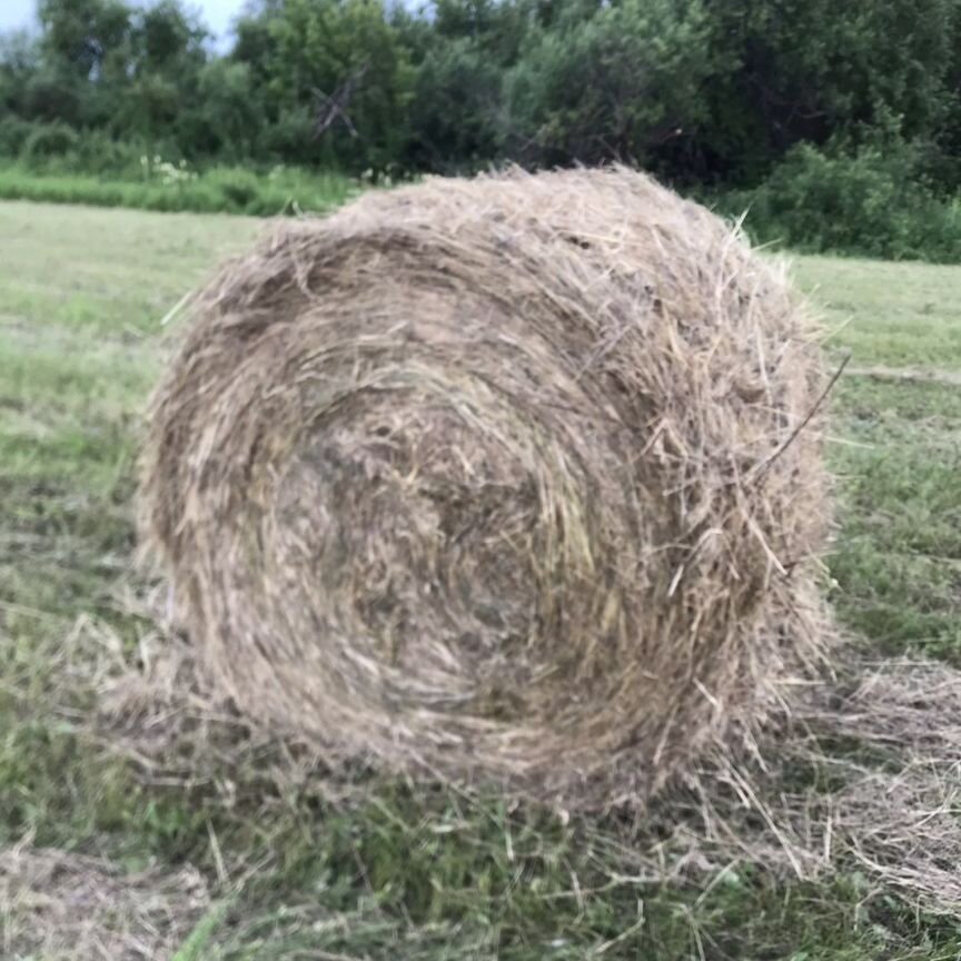 Сено солома в рулонах