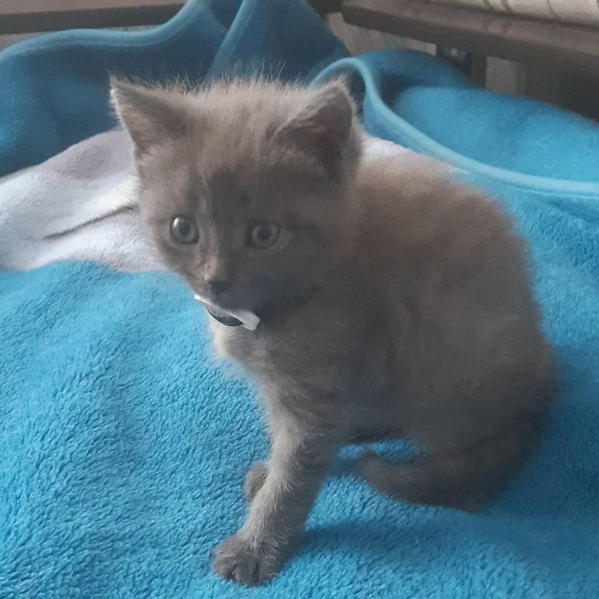 Скоттиш фолд котята
