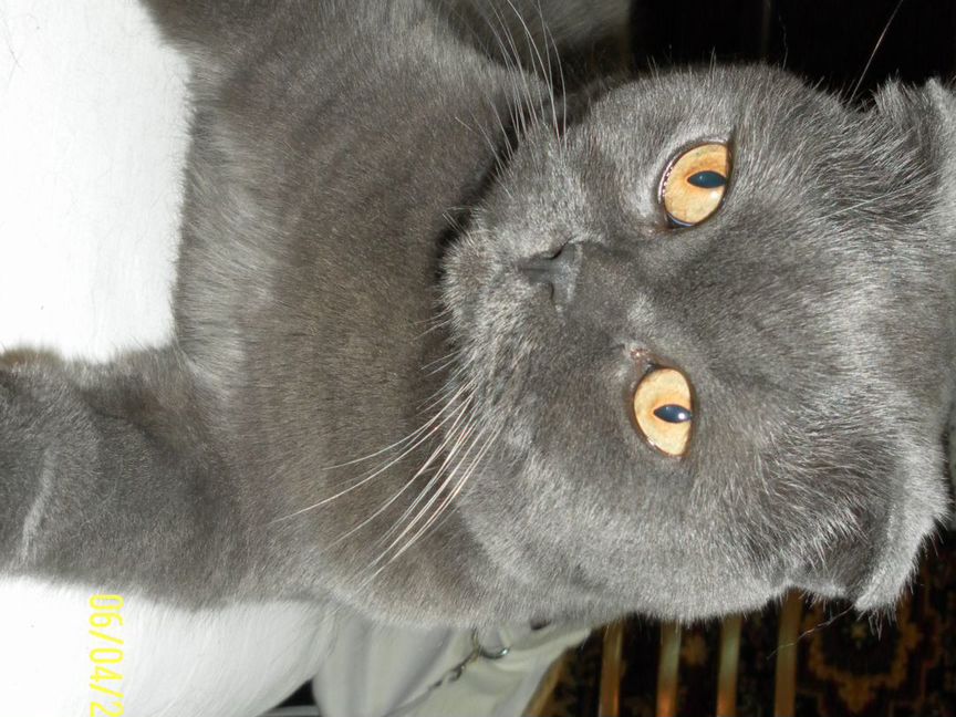 Котята 1мес. шотландской породы от вислоухой кошки