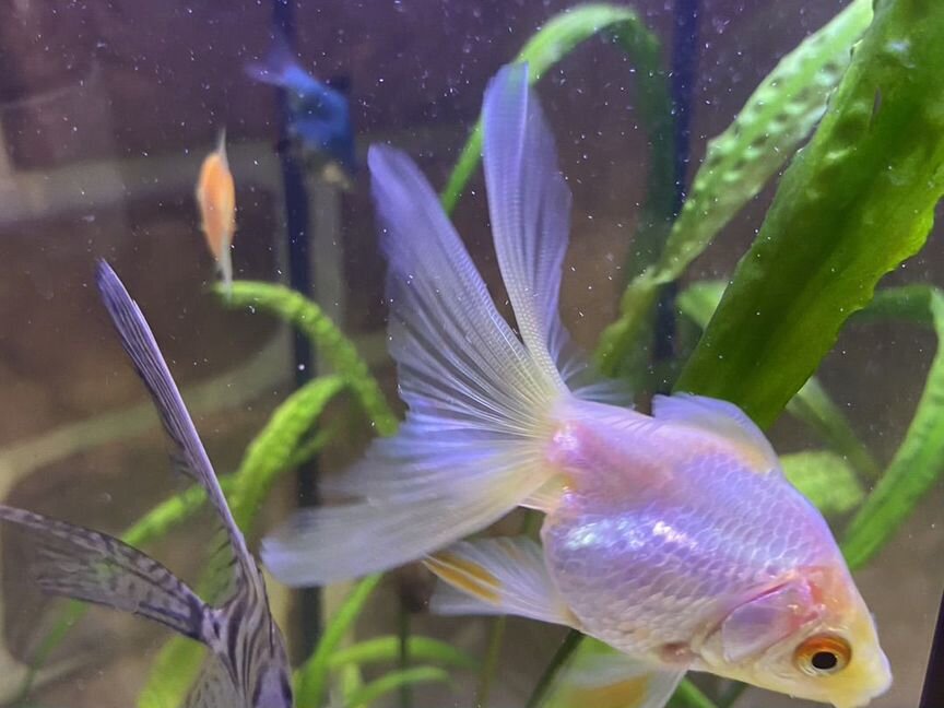 Аквариумные рыбки