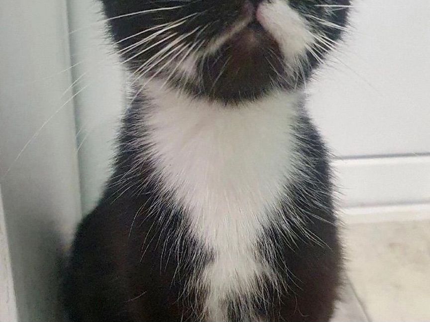 Ласковая котинька
