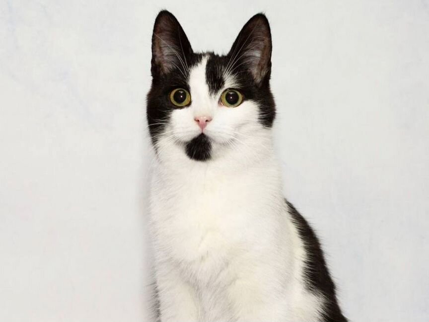 Котëнок в добрые руки